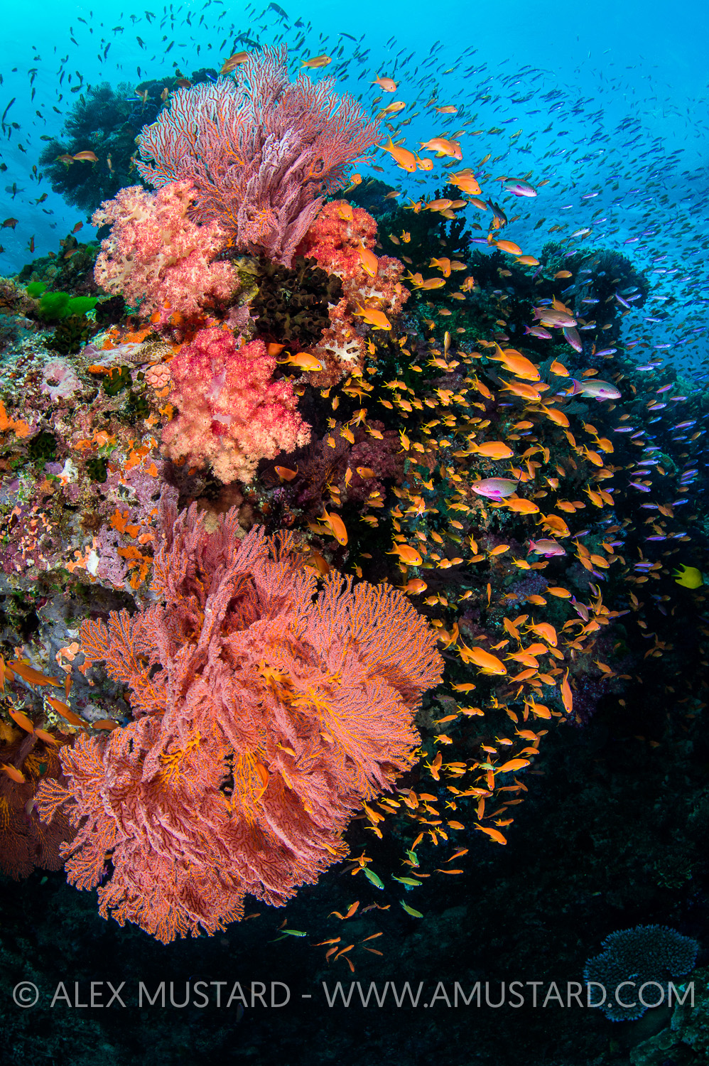 March 2020. Fiji Siren – ALEX MUSTARD